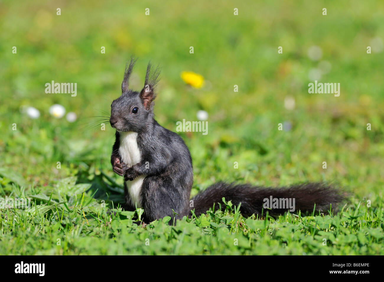 Black red squirrel hi-res stock photography and images - Alamy