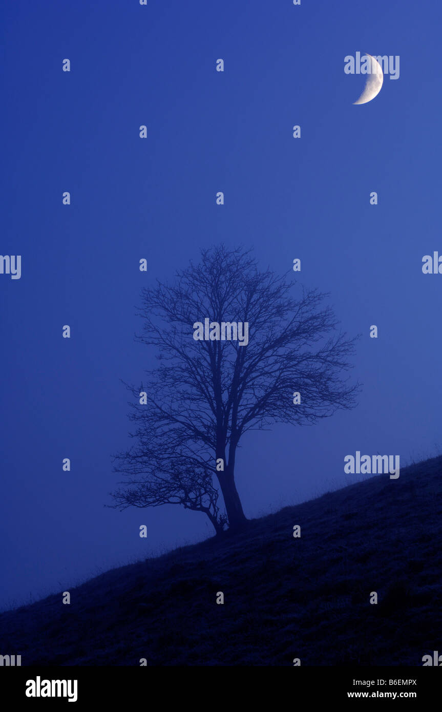 Tree filled slope hi-res stock photography and images - Alamy