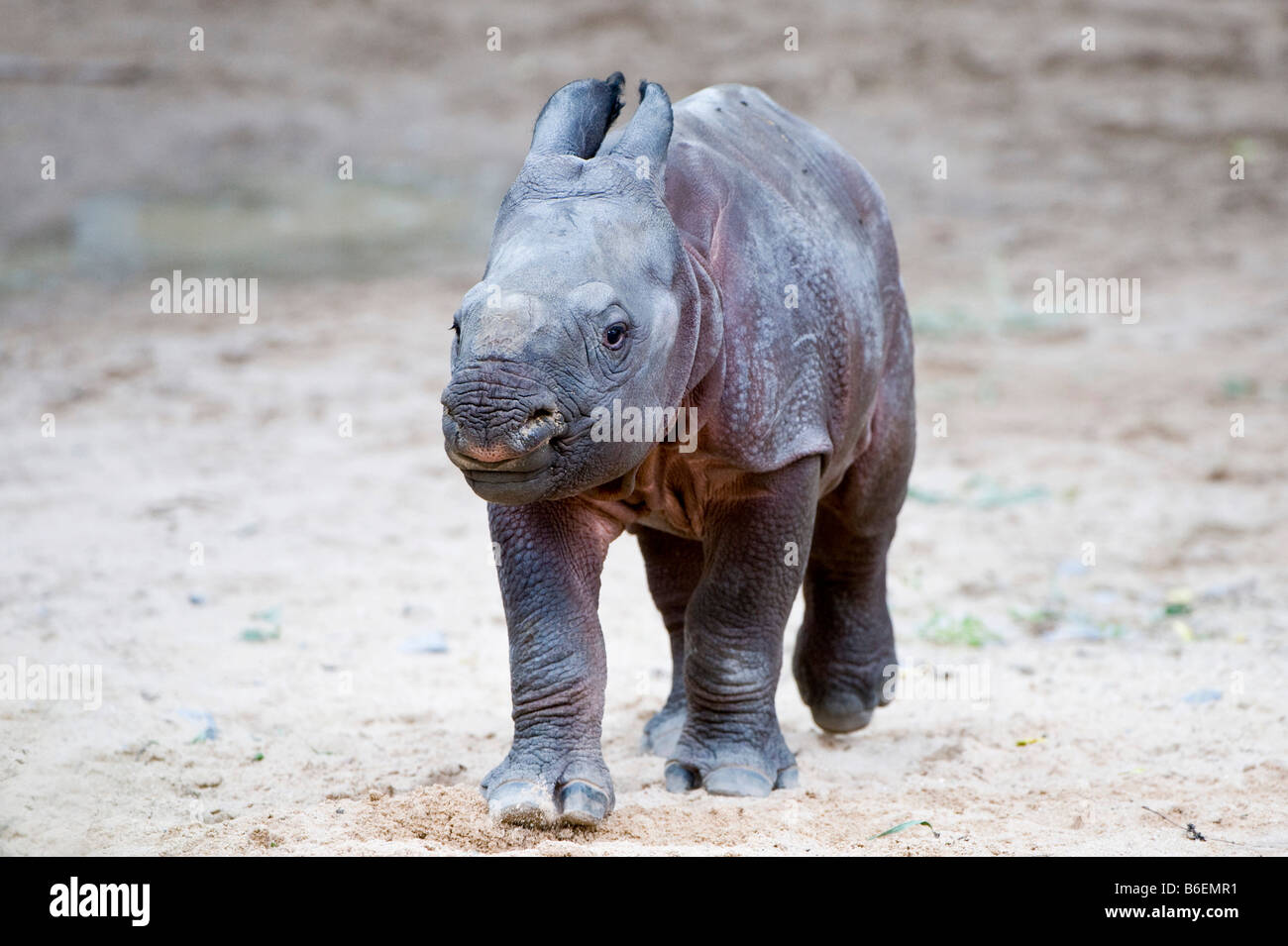 Young Indian Rhinoceros, Great One-horned Rhinoceros or Asian One ...