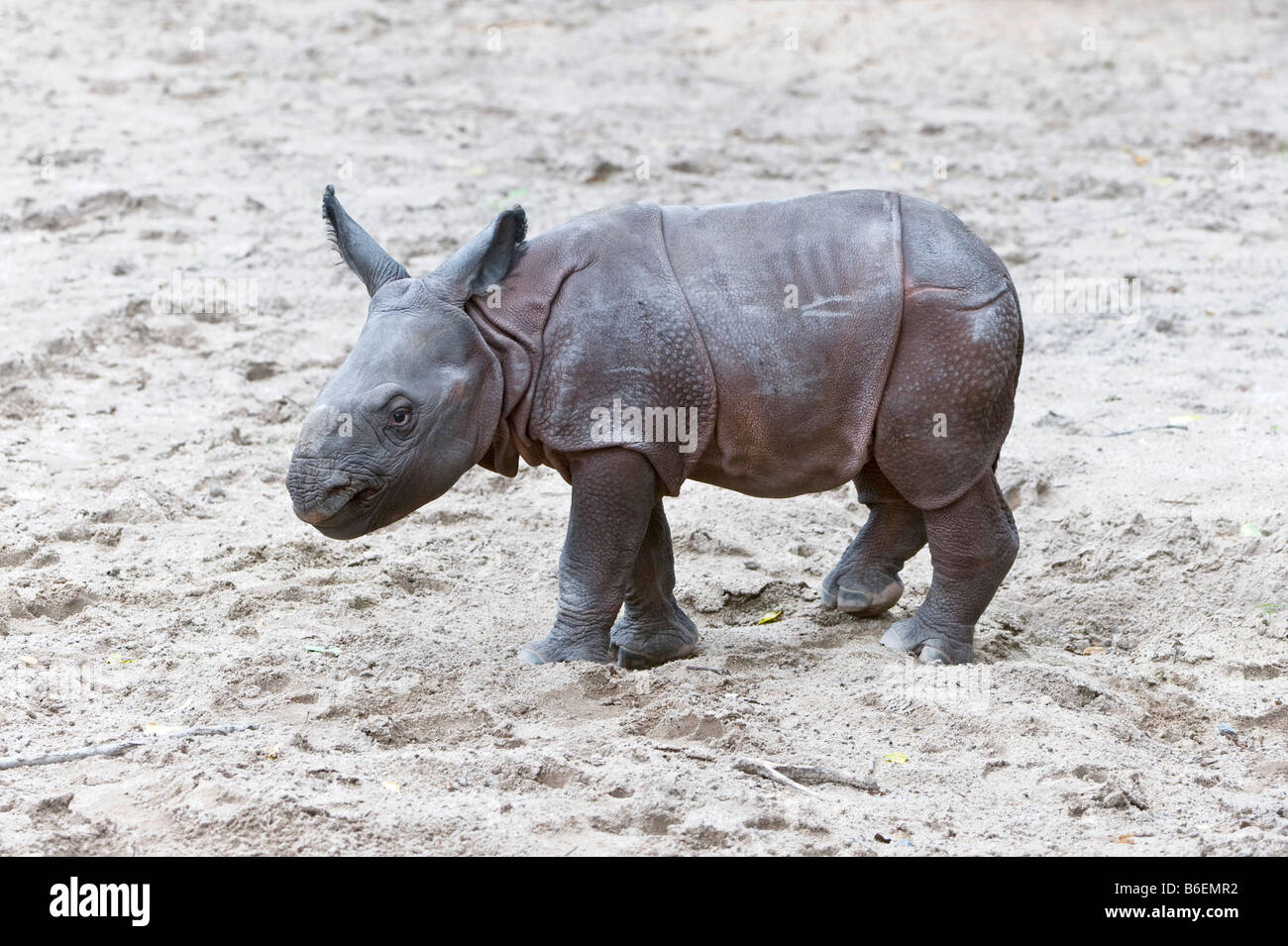 Young Indian Rhinoceros, Great One-horned Rhinoceros or Asian One ...