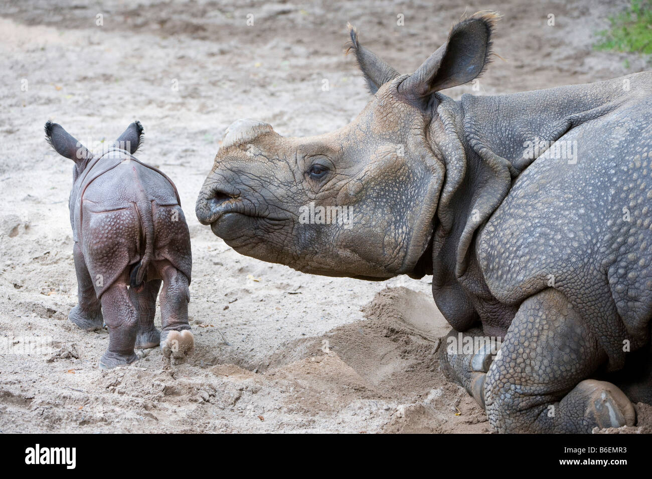 Indian Rhinoceros, Great One-horned Rhinoceros or Asian One-horned ...