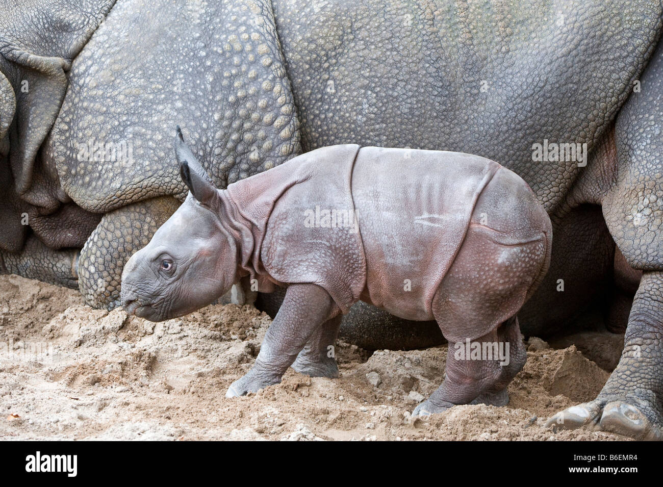 Indian Rhinoceros, Great One-horned Rhinoceros or Asian One-horned ...