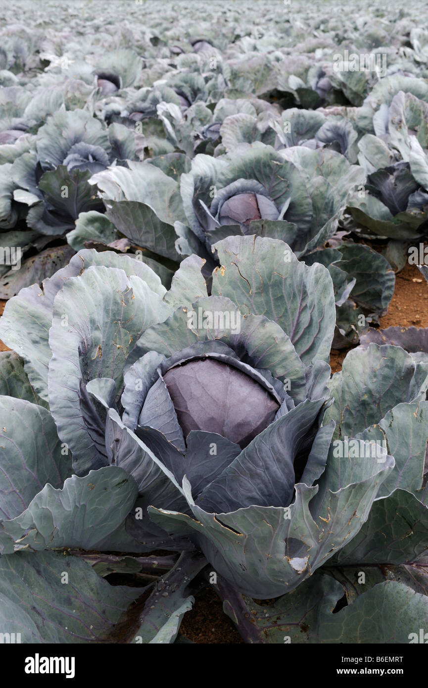 Blue Cabbage Field High Resolution Stock Photography and Images - Alamy