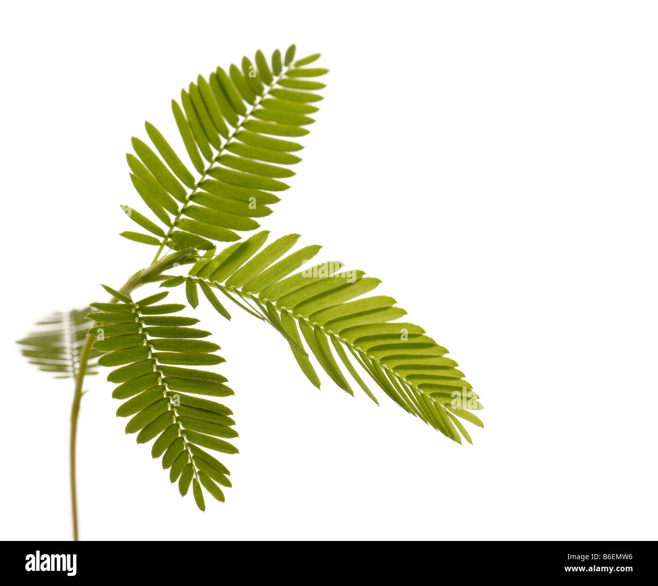 Bright green fern leaves Cut Out Stock Images & Pictures - Alamy