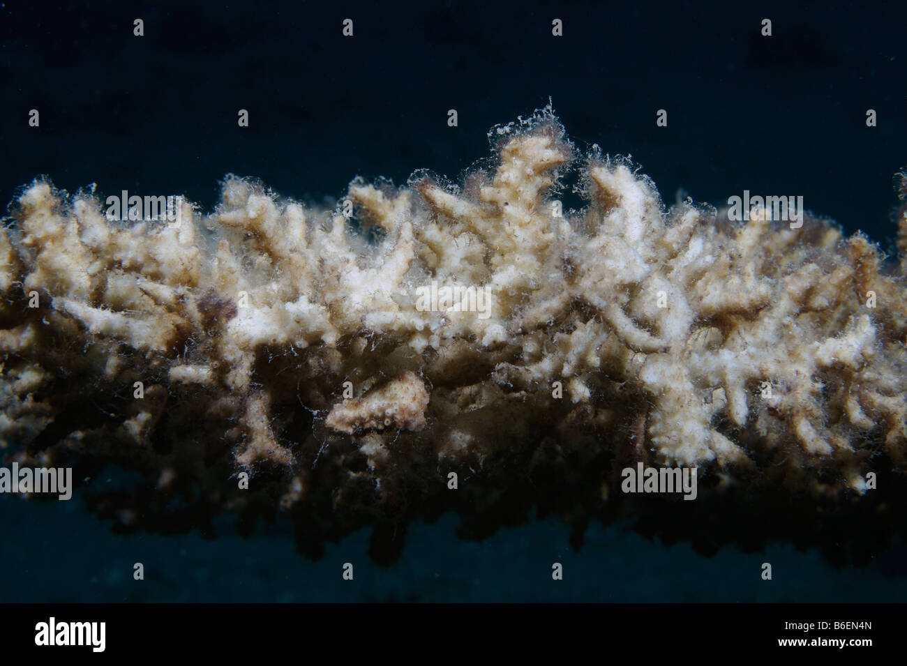 Underwater life in the Red Sea Stock Photo - Alamy