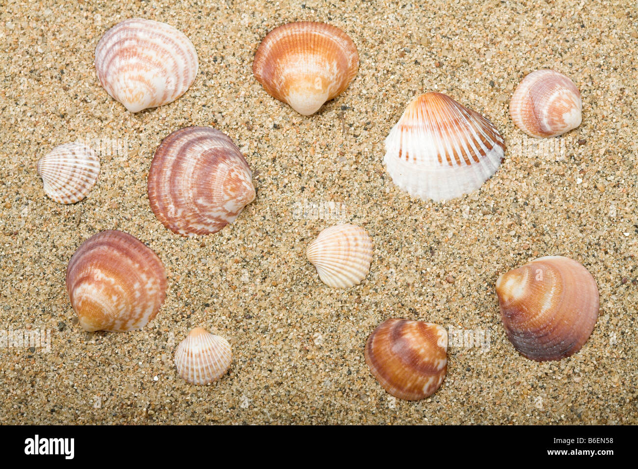 Seashells in sand Stock Photo - Alamy
