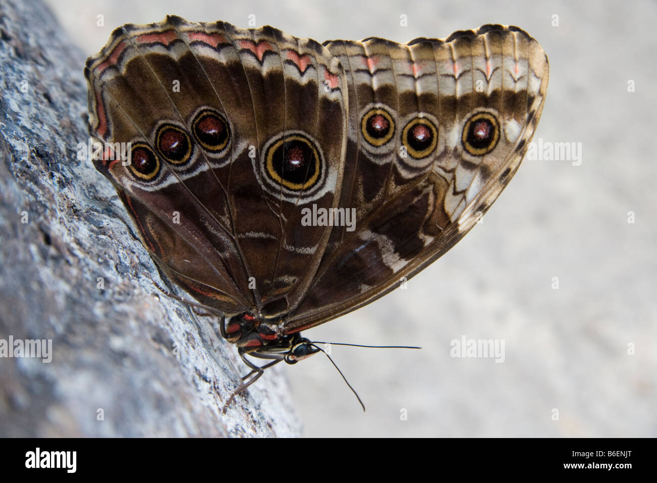 Big brown butterfly hi-res stock photography and images - Alamy
