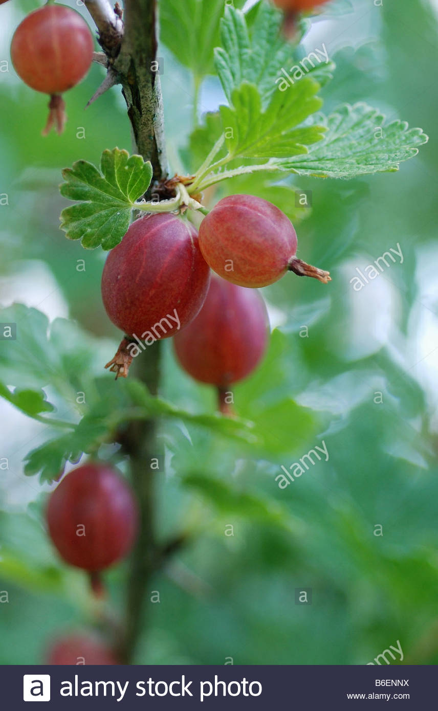 Red Gooseberry High Resolution Stock Photography and Images - Alamy