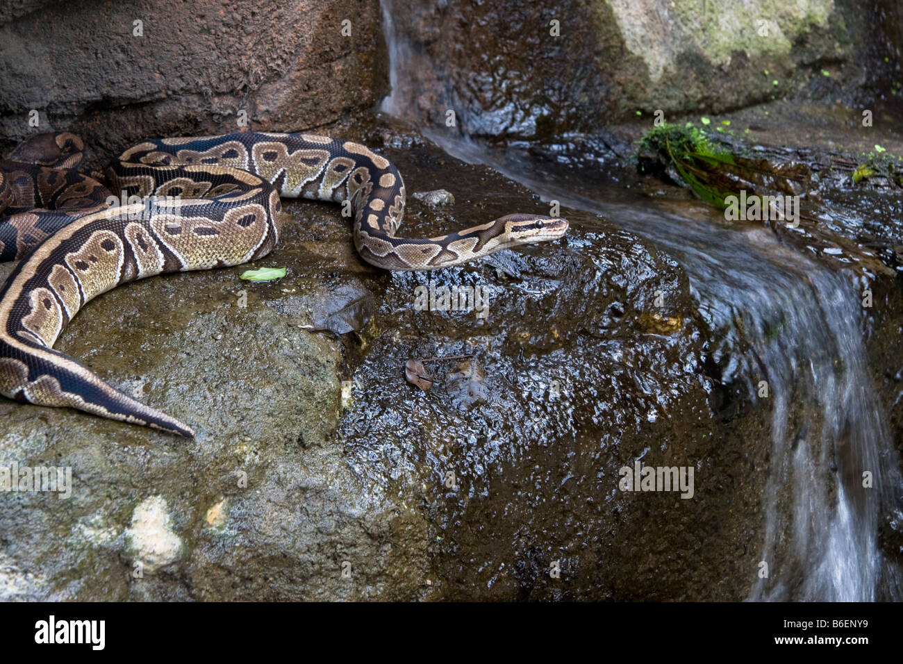 Snake by water Stock Photo - Alamy