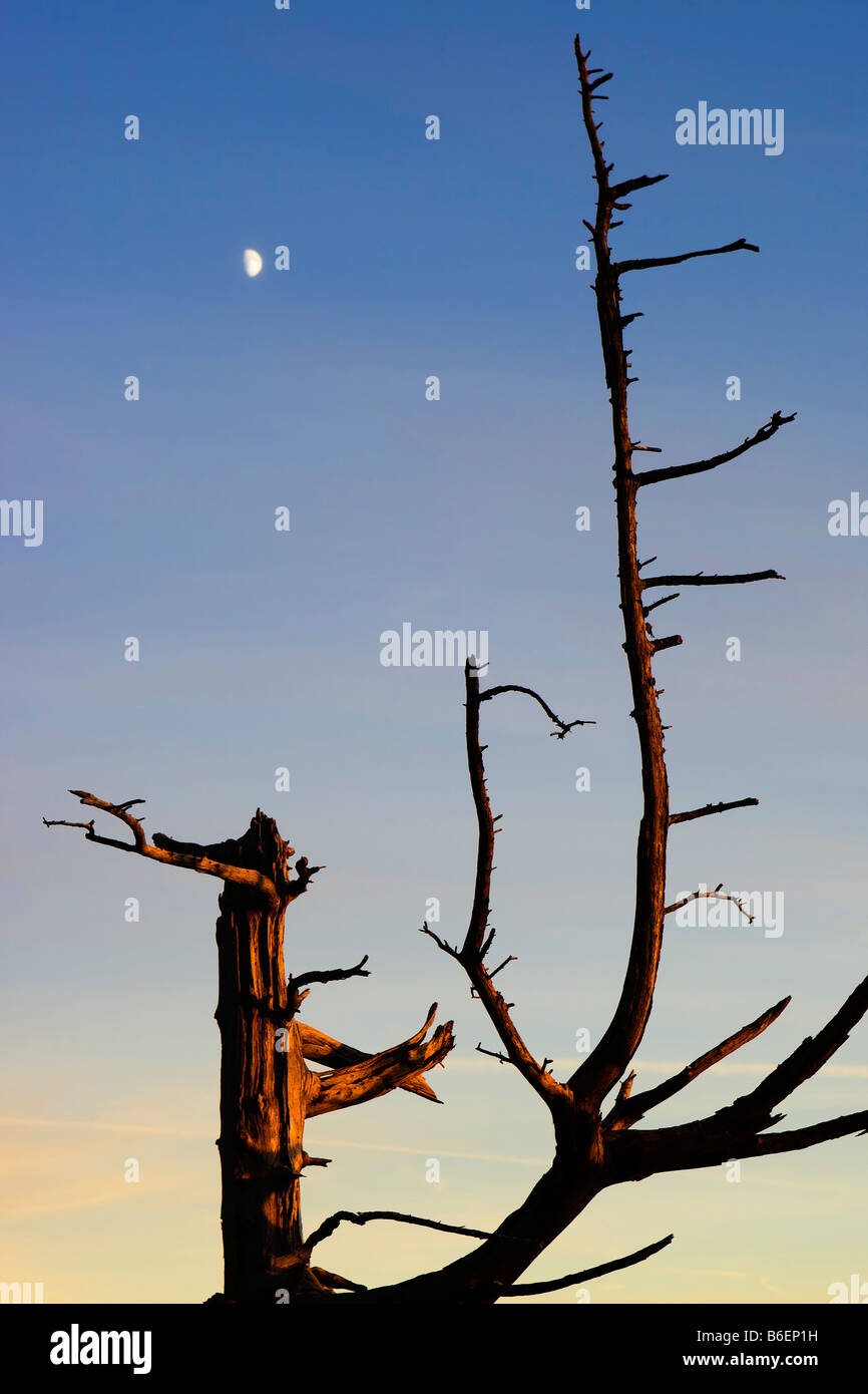 Dead tree at sunset Stock Photo - Alamy