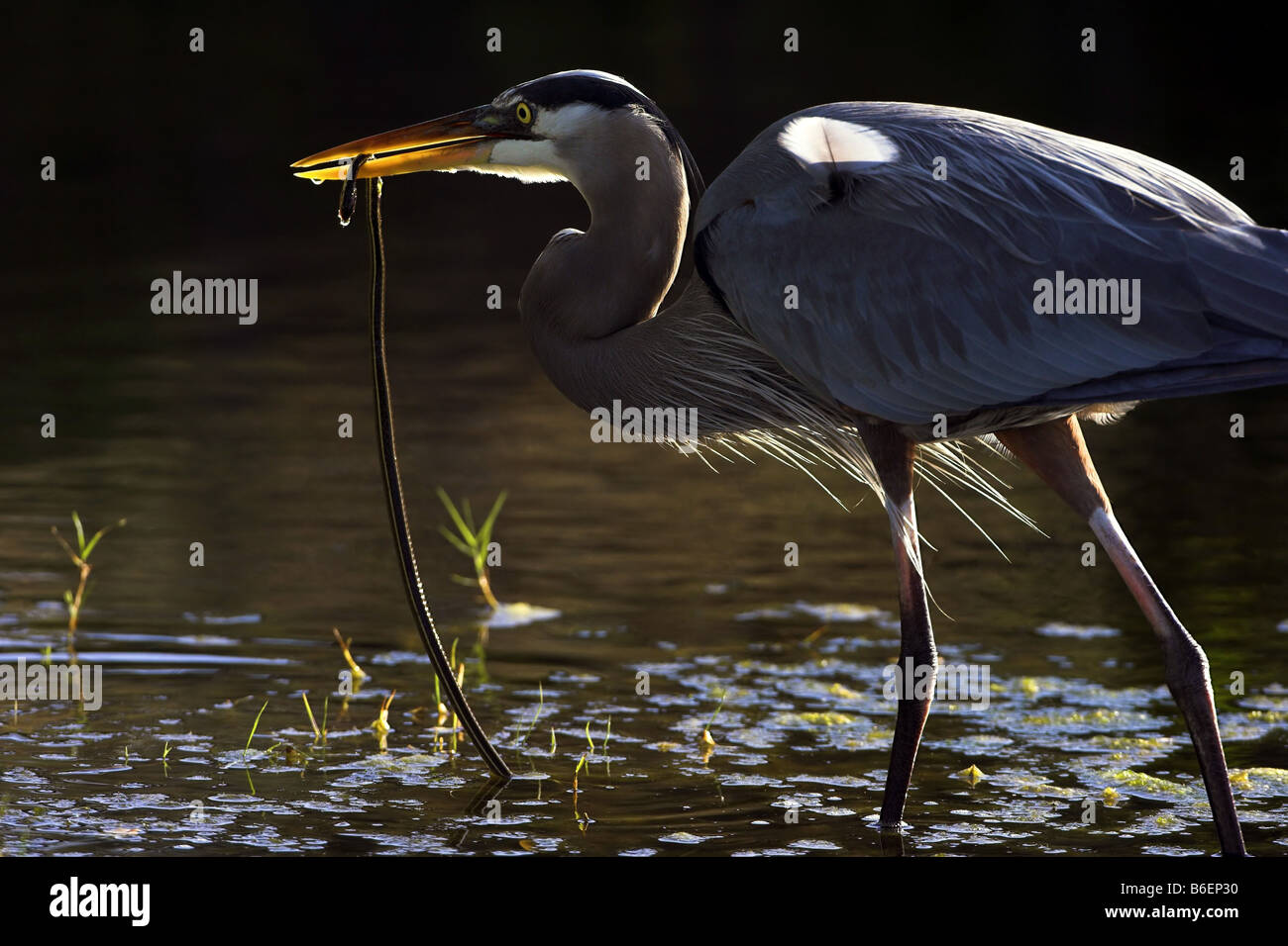Florida snake hunt hi-res stock photography and images - Alamy