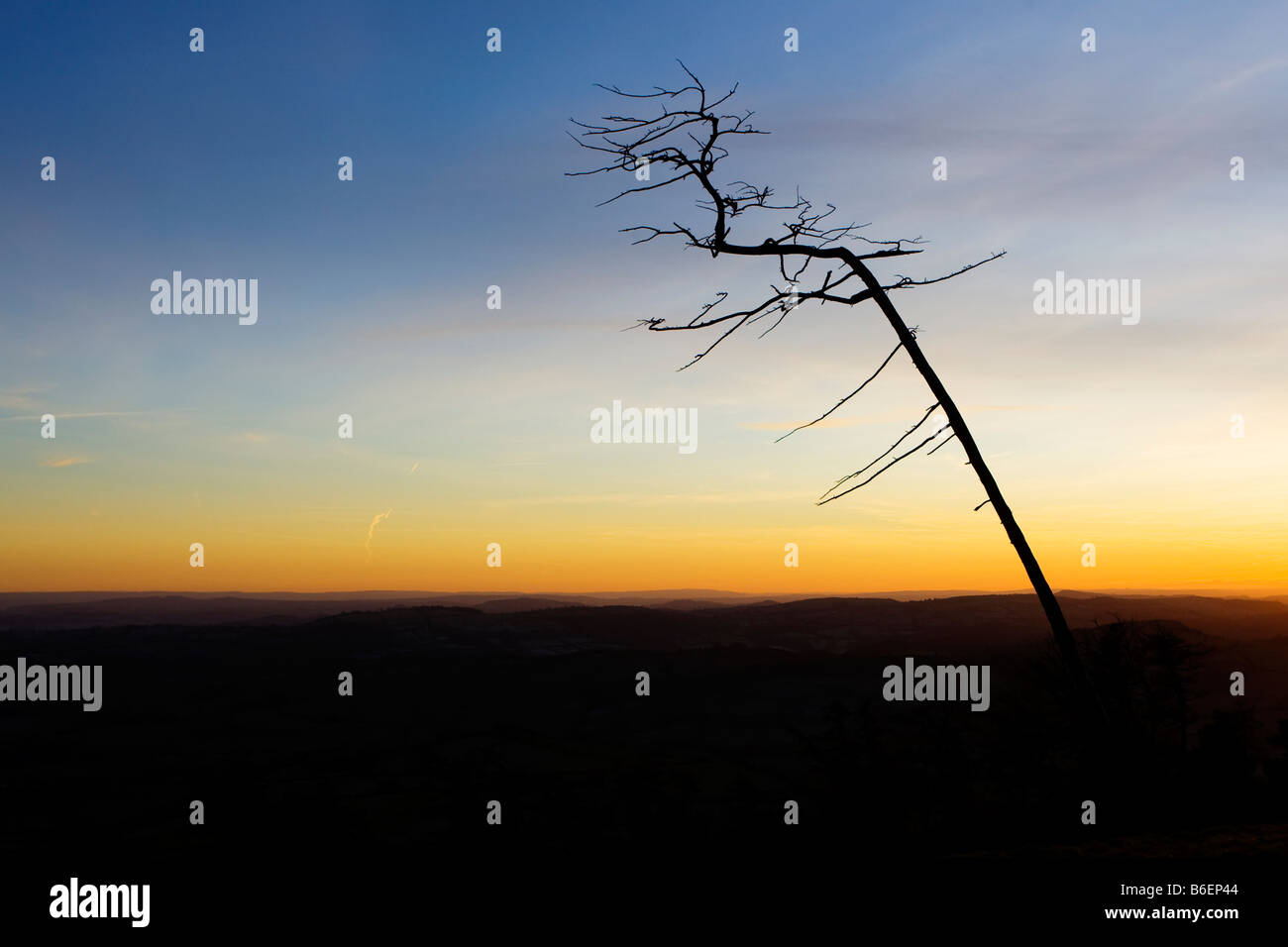 Single tree at sunset Stock Photo - Alamy