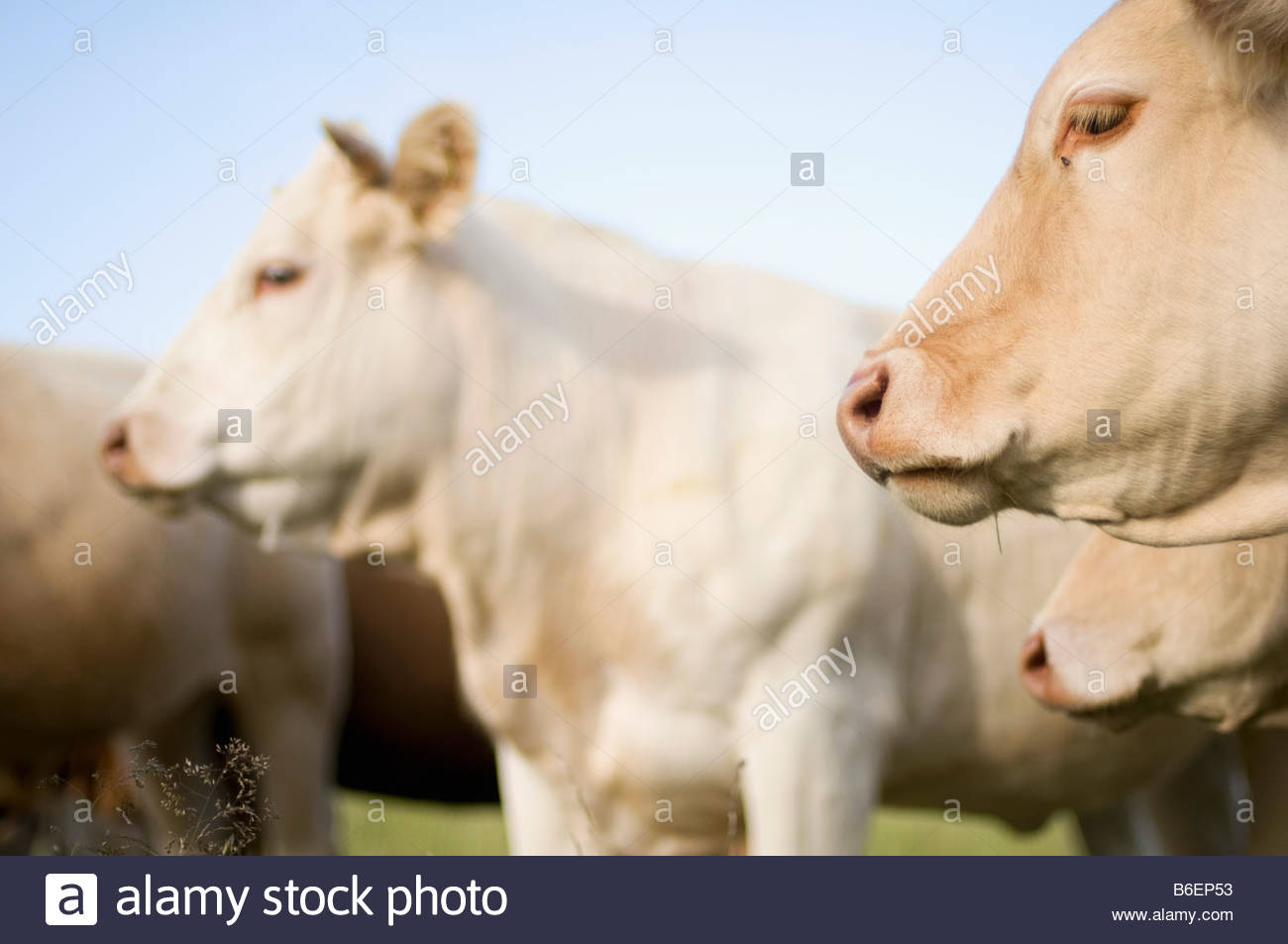 Farming Cows High Resolution Stock Photography and Images - Alamy