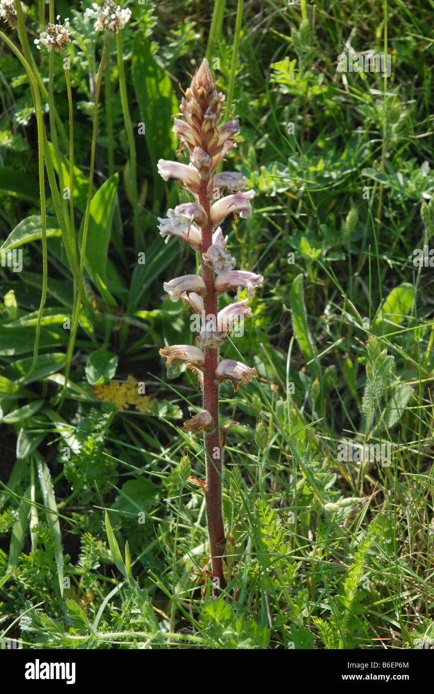 Lesser Broomrape in close up Stock Photo - Alamy