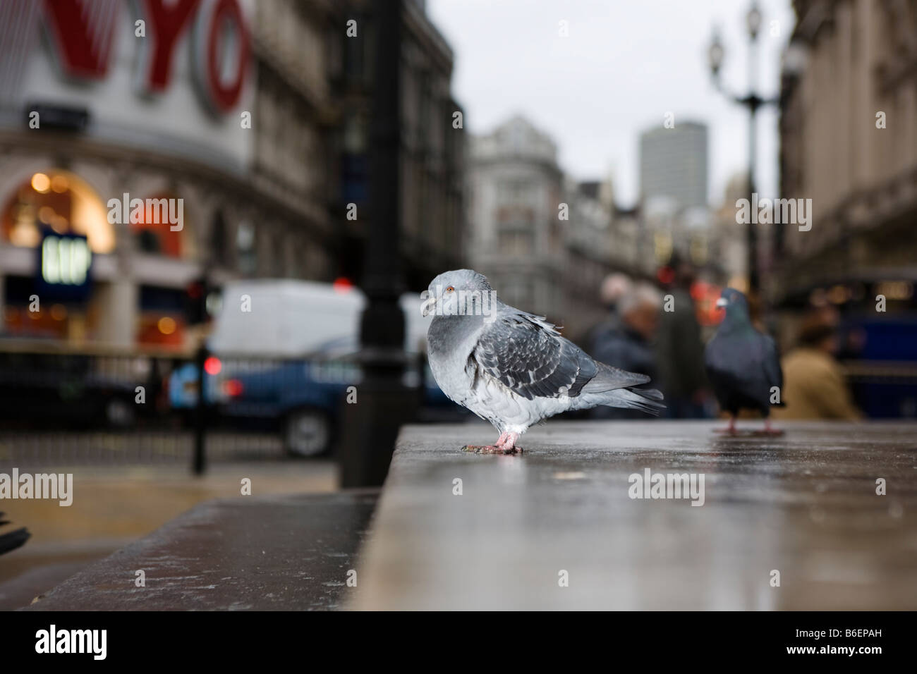 pigeon in london Stock Photo - Alamy