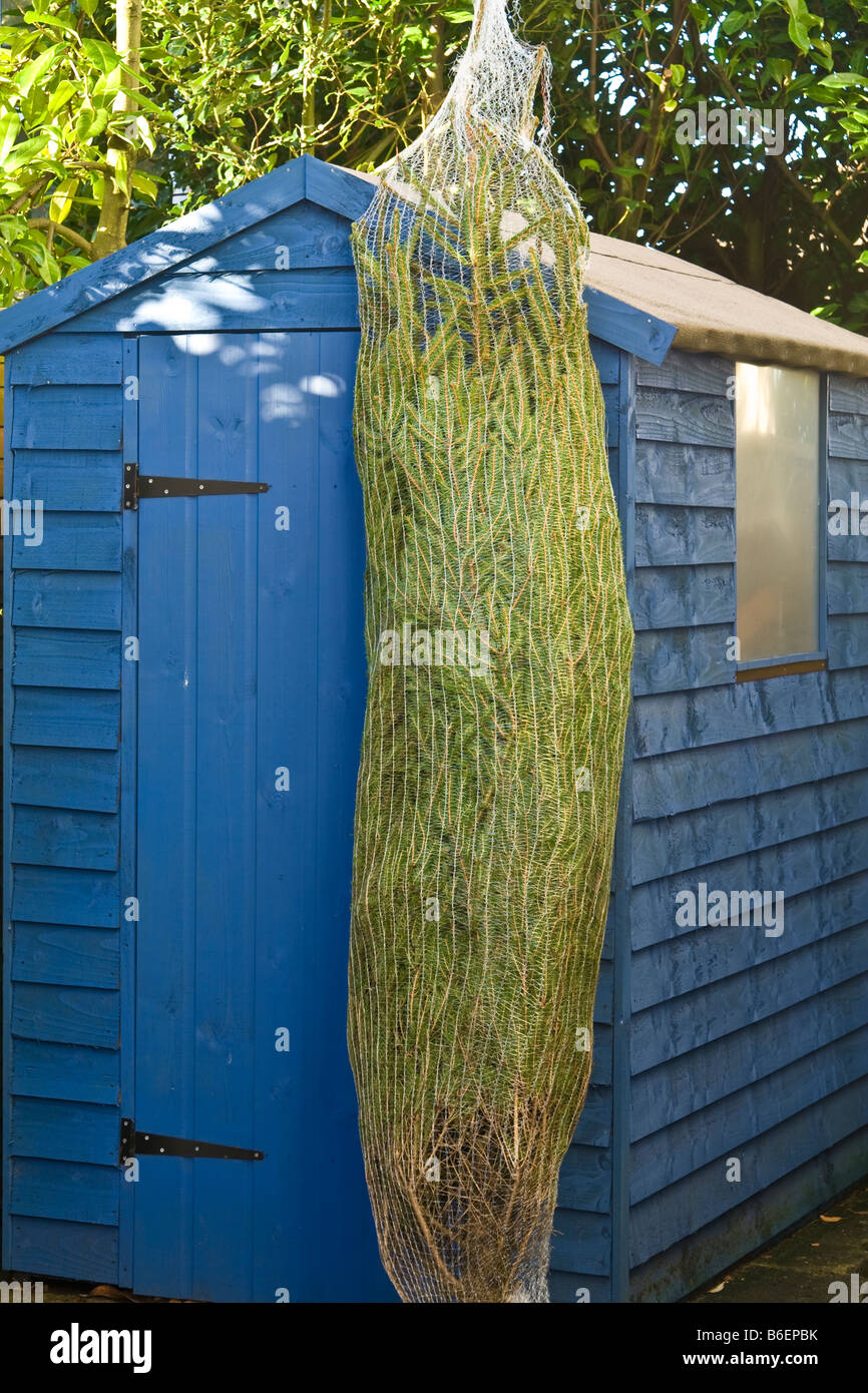 Netting christmas tree hi-res stock photography and images - Alamy