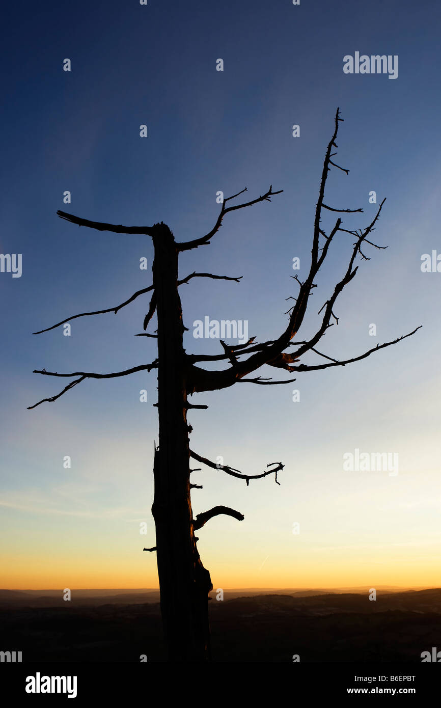 Dead tree at sunset Stock Photo - Alamy