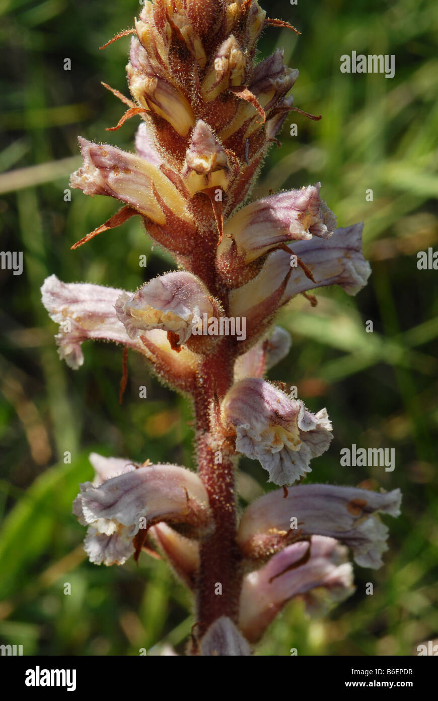 Lesser Broomrape in close up Stock Photo - Alamy