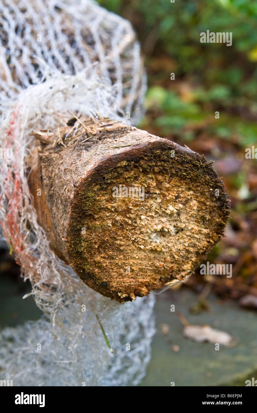 The trunk of a real Christmas tree wrapped-up in net Stock Photo - Alamy