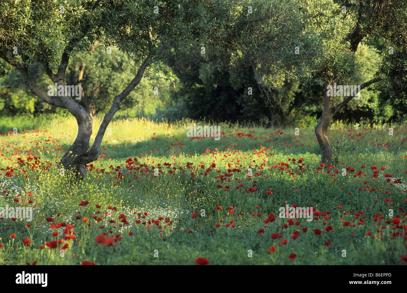 Thrakien hi-res stock photography and images - Alamy
