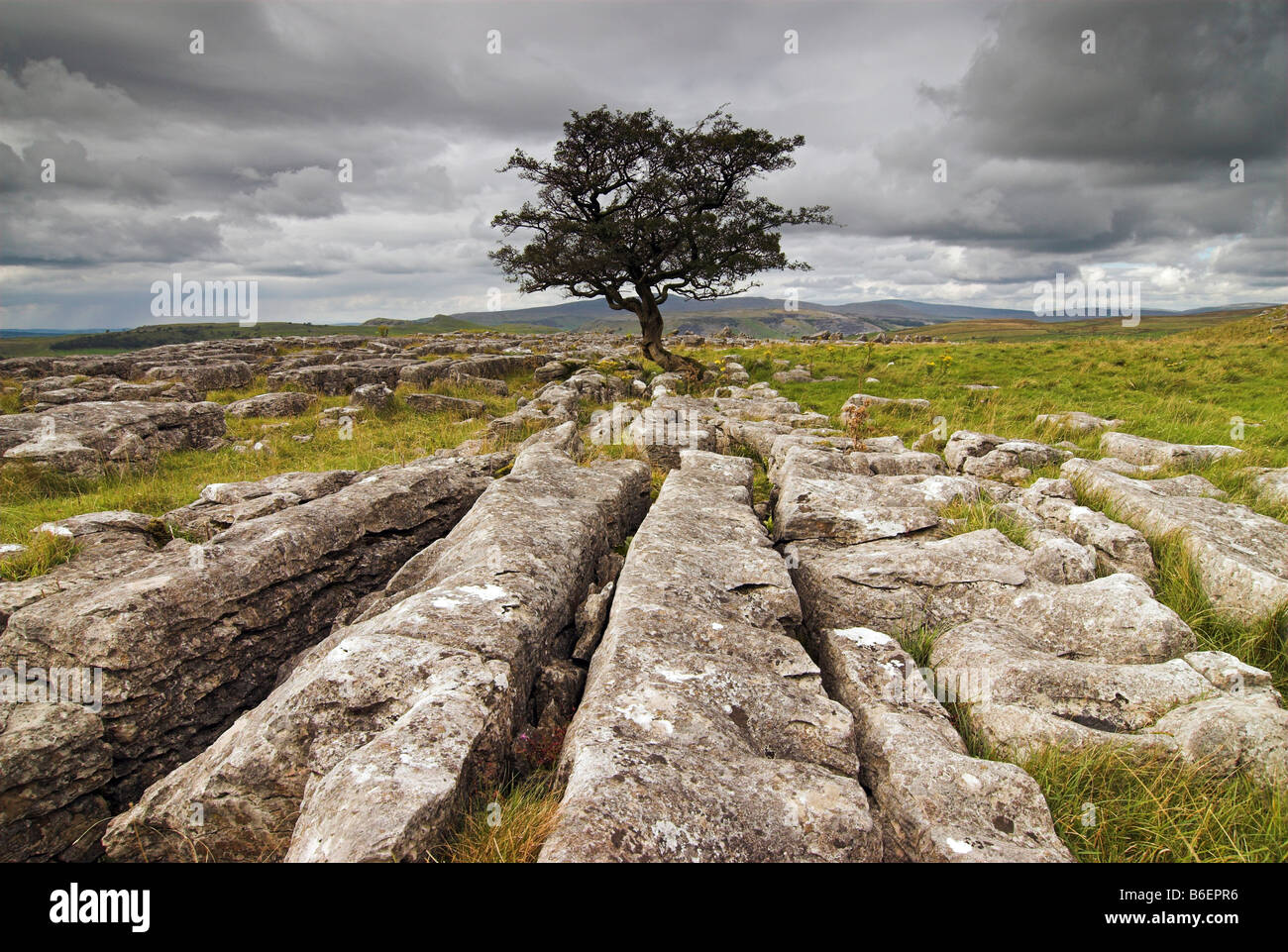 A lone tree on the limestone pavement of Winskill Stones near Settle ...