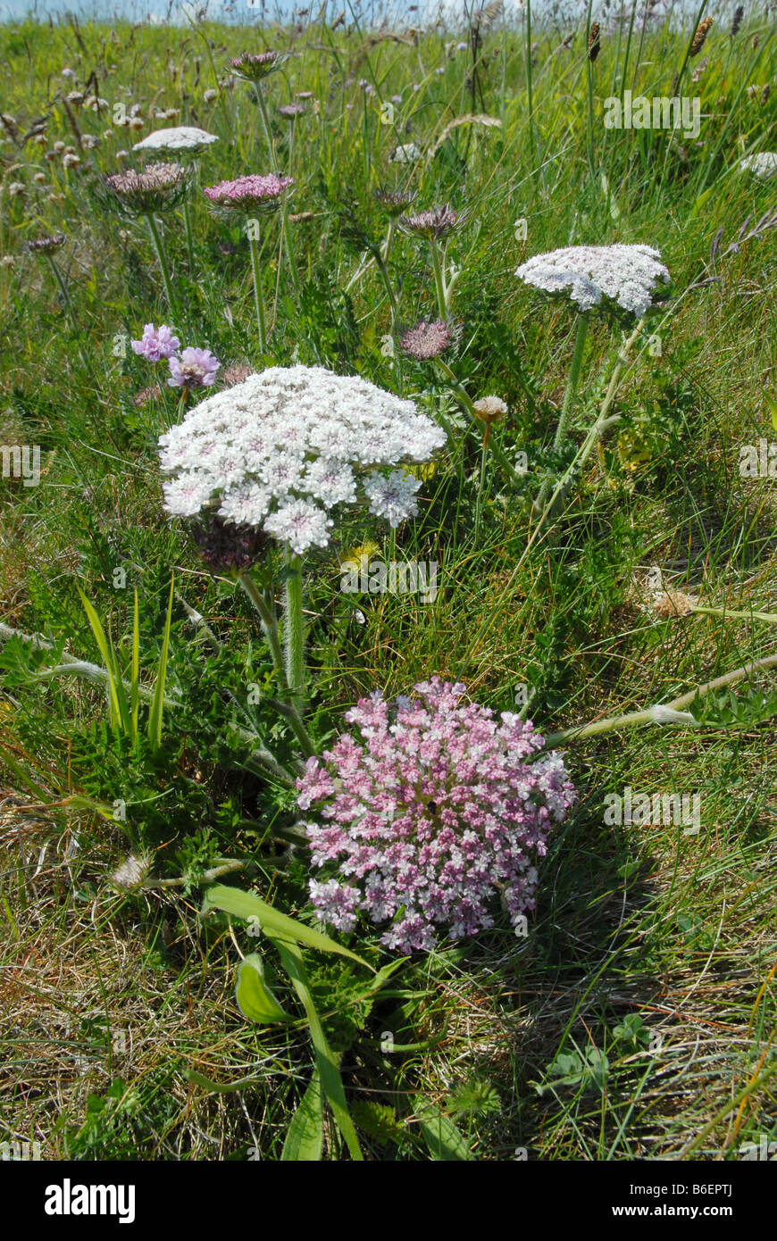 Daucus carota sea carrot in close up hi-res stock photography and ...
