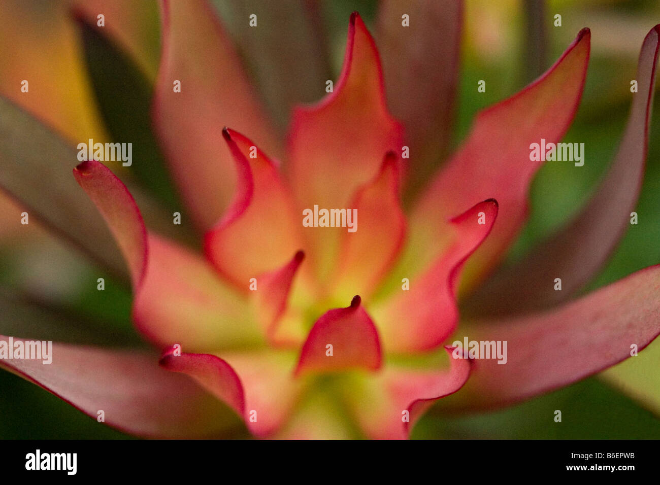 Safari Sunset Flower Stock Photos & Safari Sunset Flower Stock Images ...