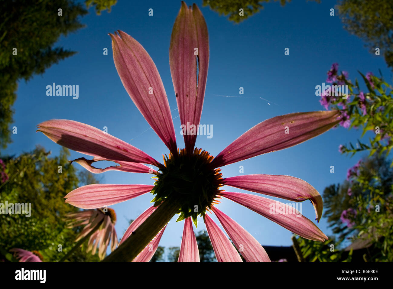 Fisheye view looking up of Coneflower from below Stock Photo - Alamy