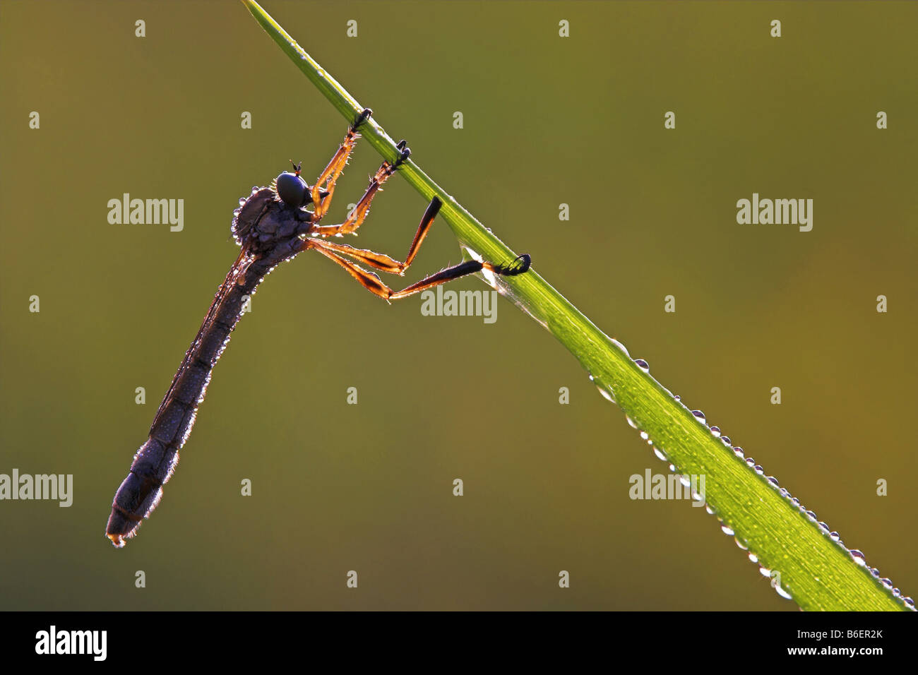grass flie, leptogasterid flie (Leptogaster spec.), on a stem Stock ...