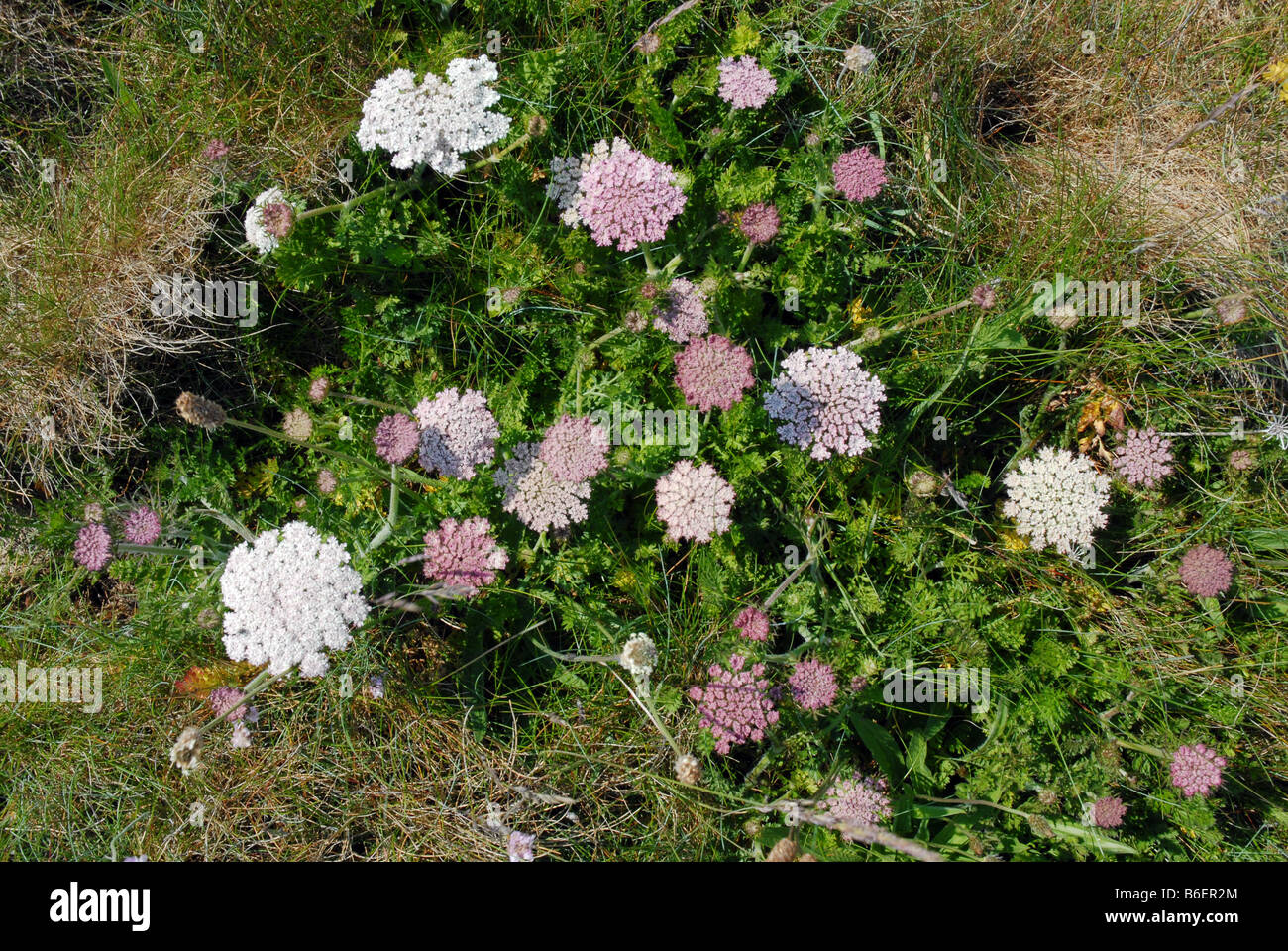 Wild Carrot in close up Stock Photo - Alamy