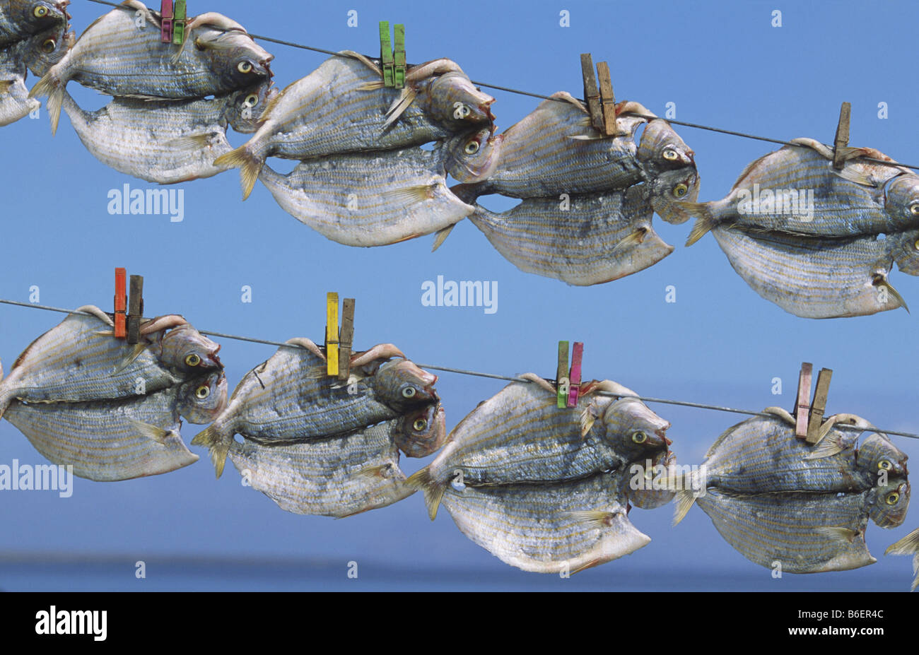 Fish drying on line hi-res stock photography and images - Alamy