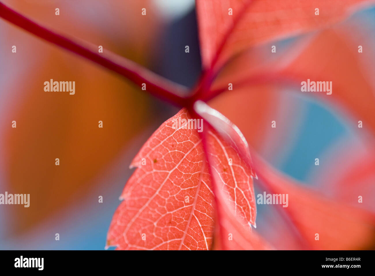 false Virginia-creeper (Parthenocissus inserta, Parthenocissus ...