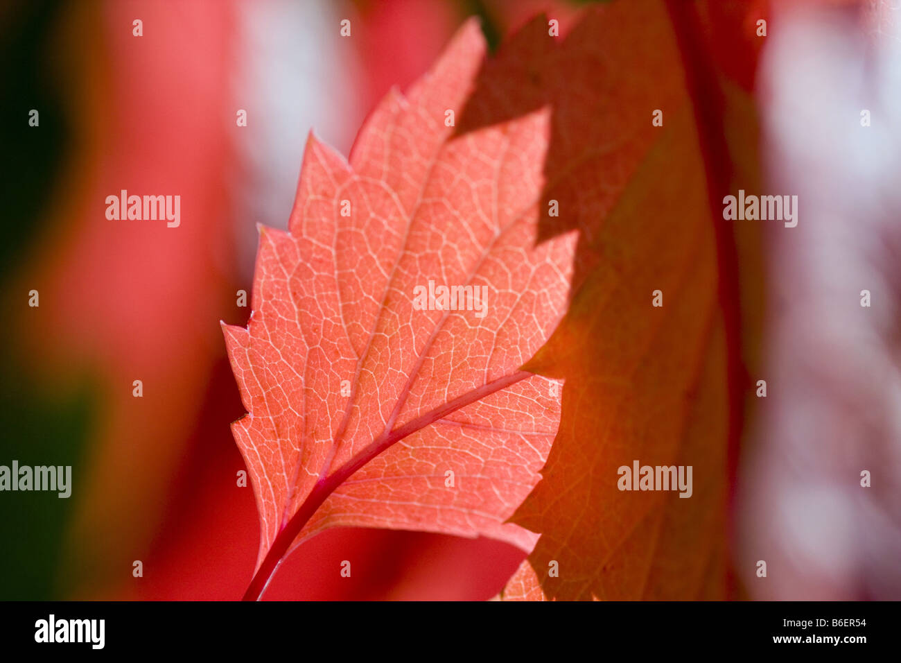 False vein hi-res stock photography and images - Alamy