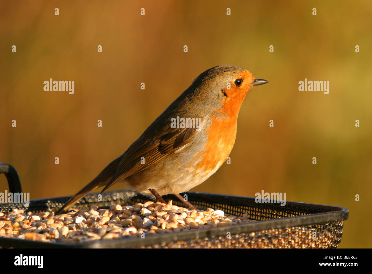 Winter robin bird table uk hi-res stock photography and images - Alamy