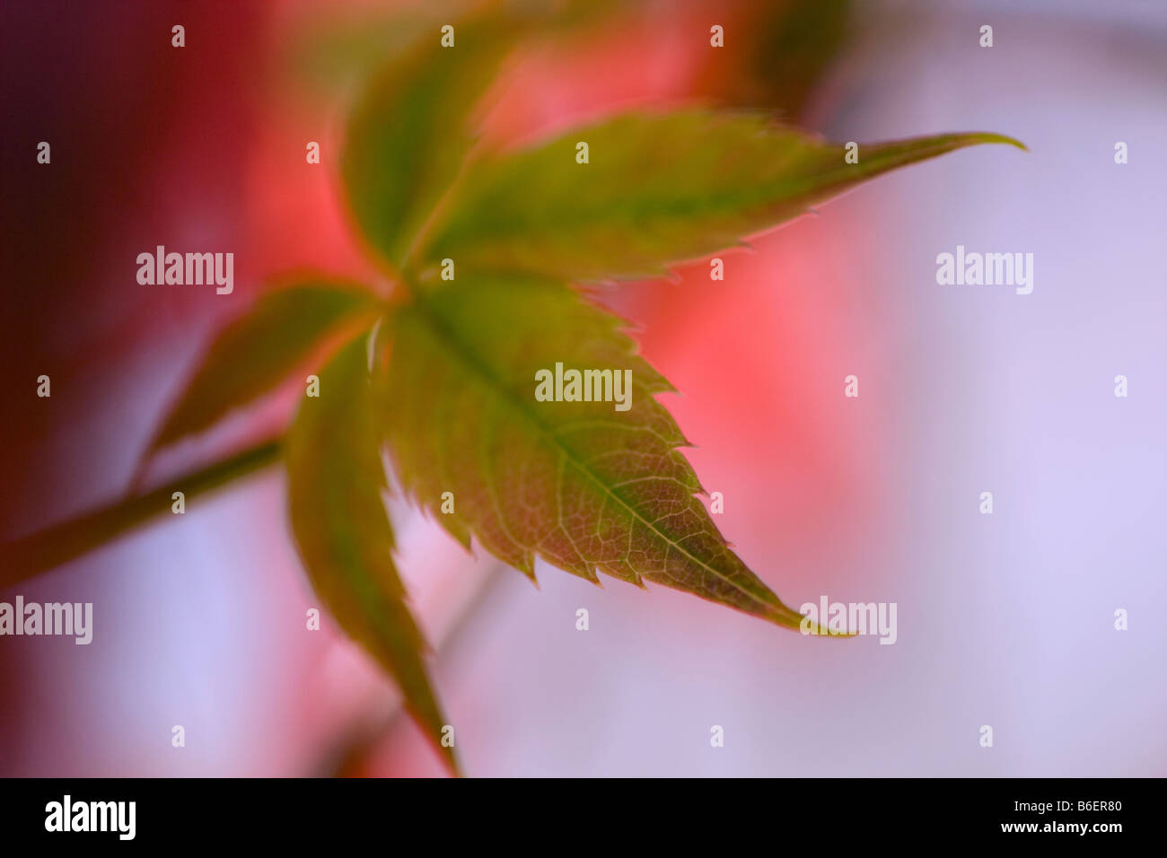 false Virginia-creeper (Parthenocissus inserta, Parthenocissus ...