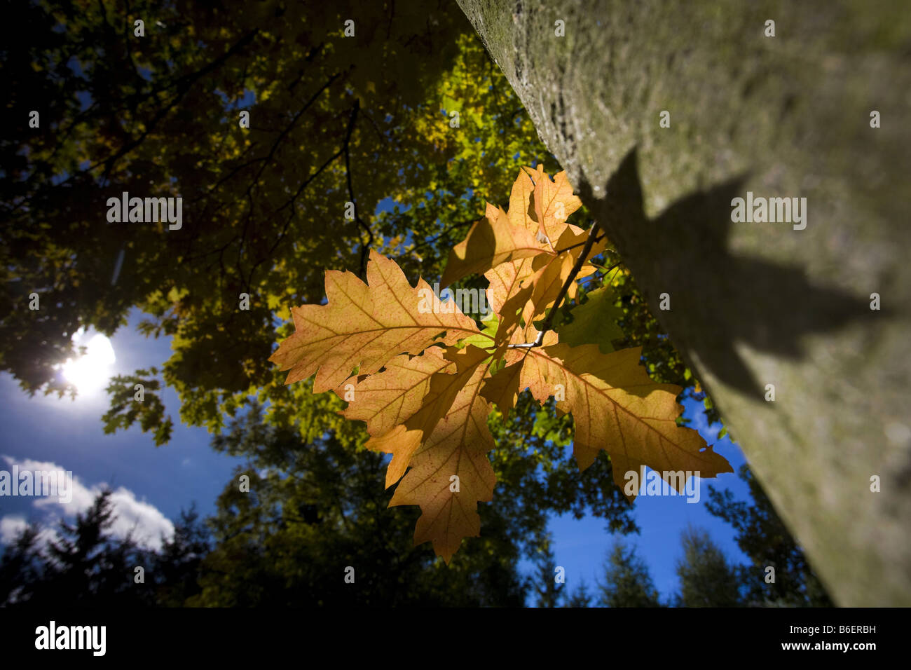 northern red oak (Quercus rubra), twig with autumn leaves in backlight ...