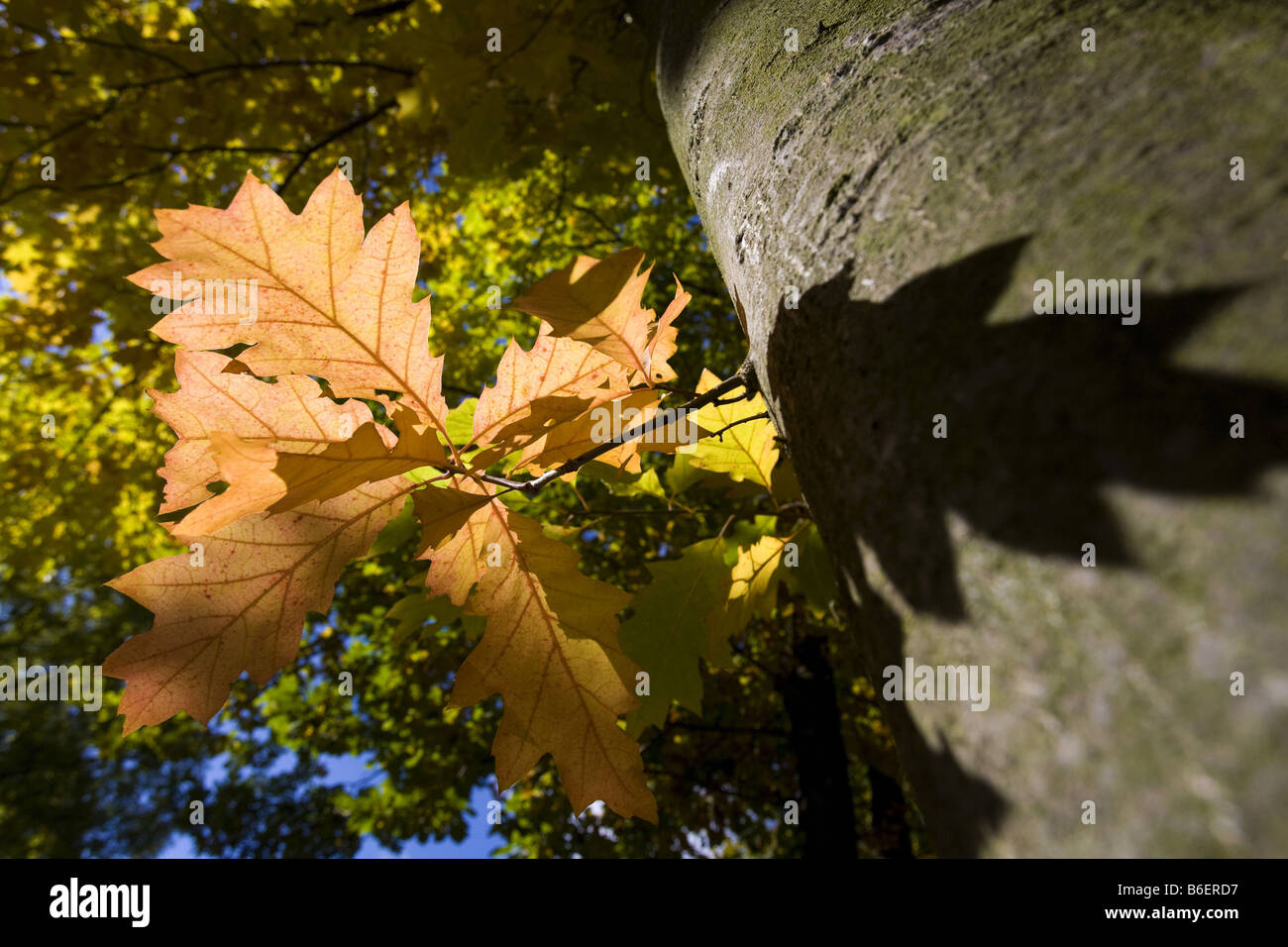 northern red oak (Quercus rubra), twig with autumn leaves in backlight ...