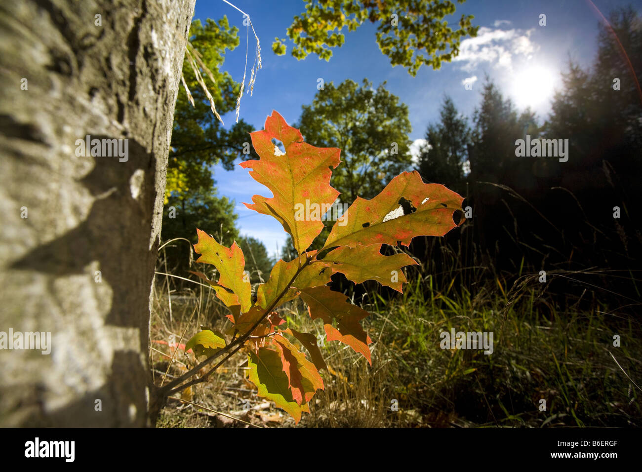 northern red oak (Quercus rubra), twig with autumn leaves in backlight ...