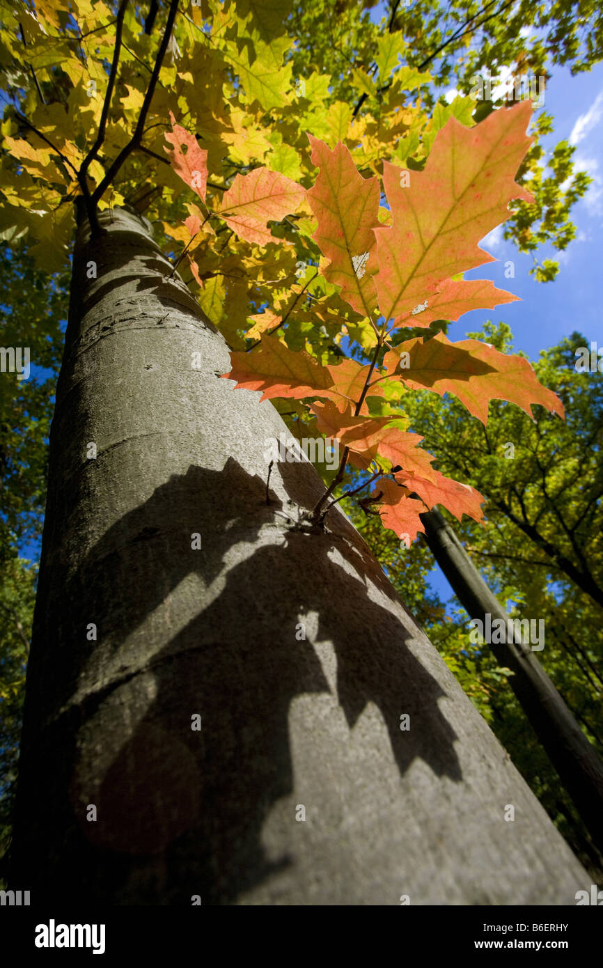 northern red oak (Quercus rubra), twig with autumn leaves in sunlight ...