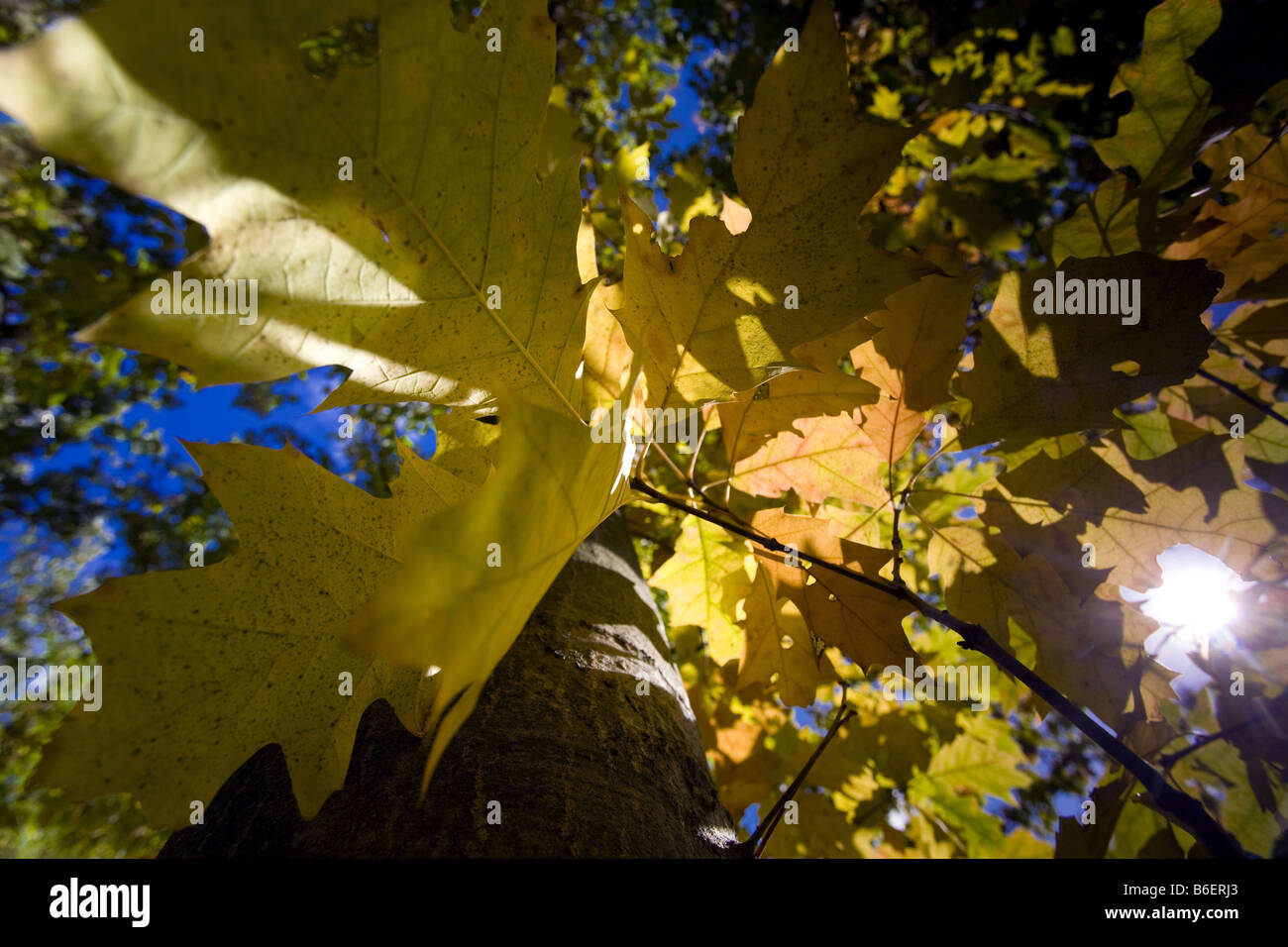 northern red oak (Quercus rubra), twig with autumn leaves in backlight ...