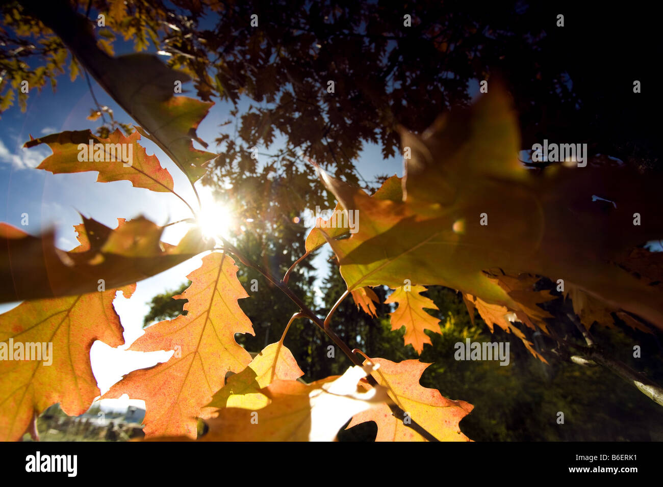 northern red oak (Quercus rubra), twig with autumn leaves in backlight ...
