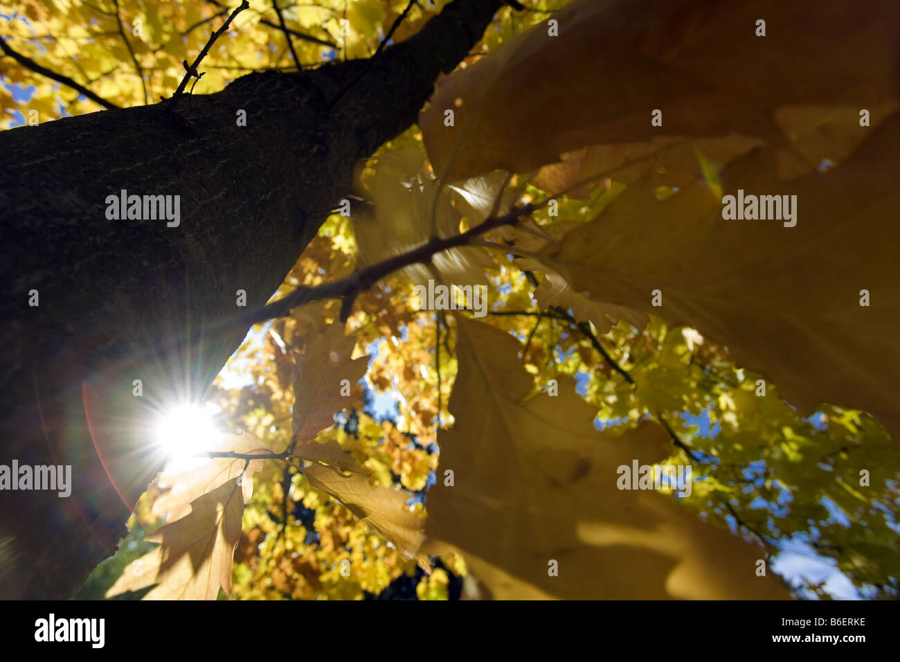 Quercus rubra from below hi-res stock photography and images - Alamy