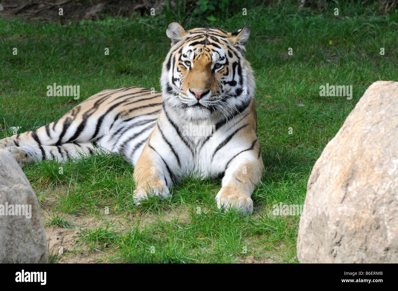 Siberian, Amur or Manchurian tiger (Panthera tigris altaica), zoo ...