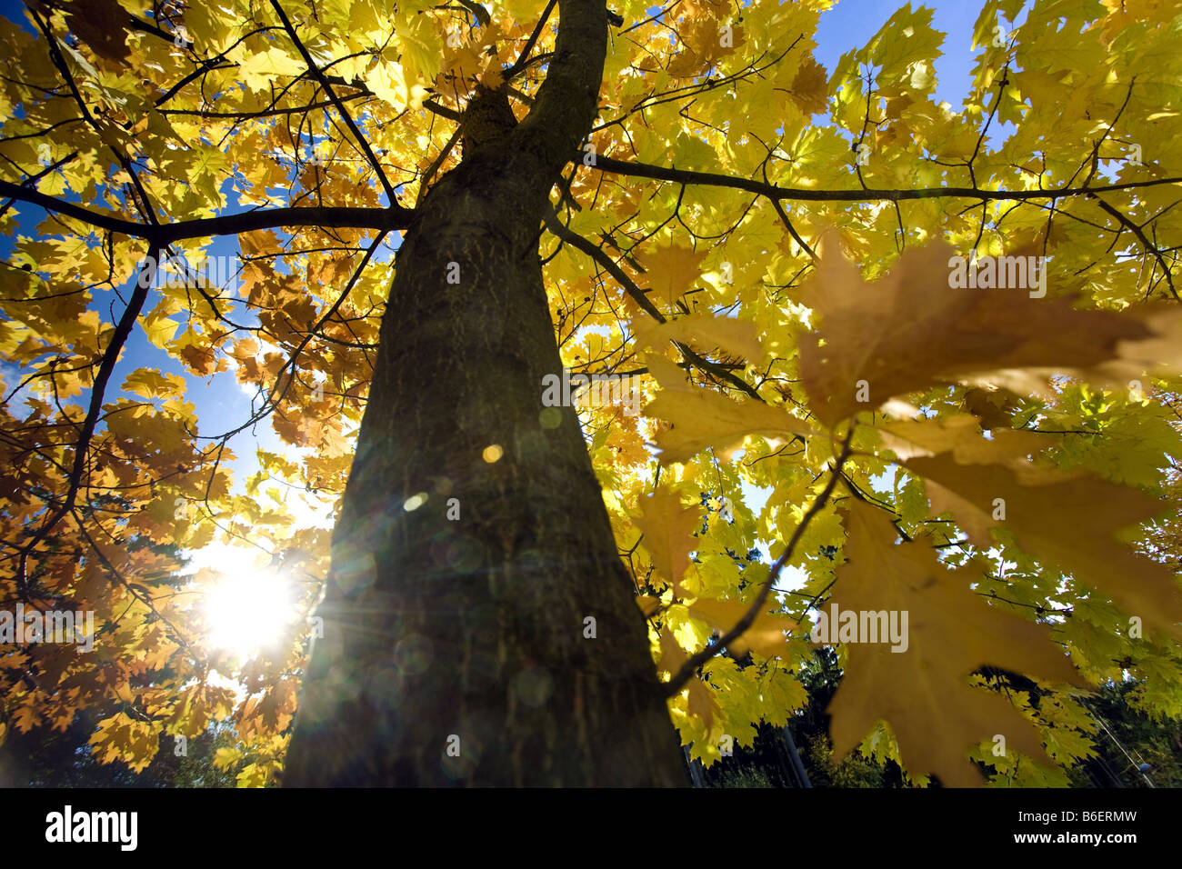 northern red oak (Quercus rubra), tree in backlight, Germany ...