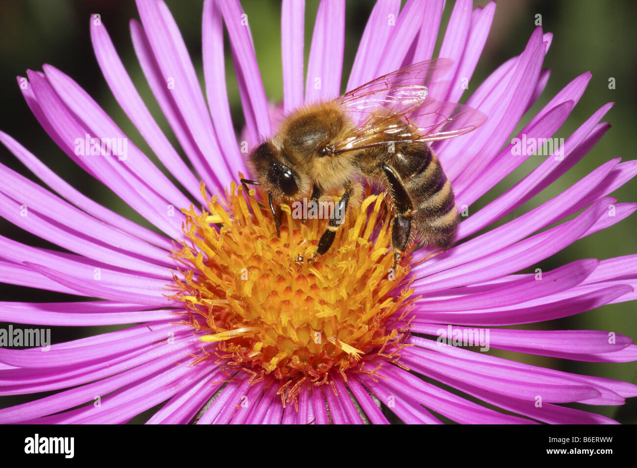 honey bee, hive bee (Apis mellifera mellifera), on aster Stock Photo ...