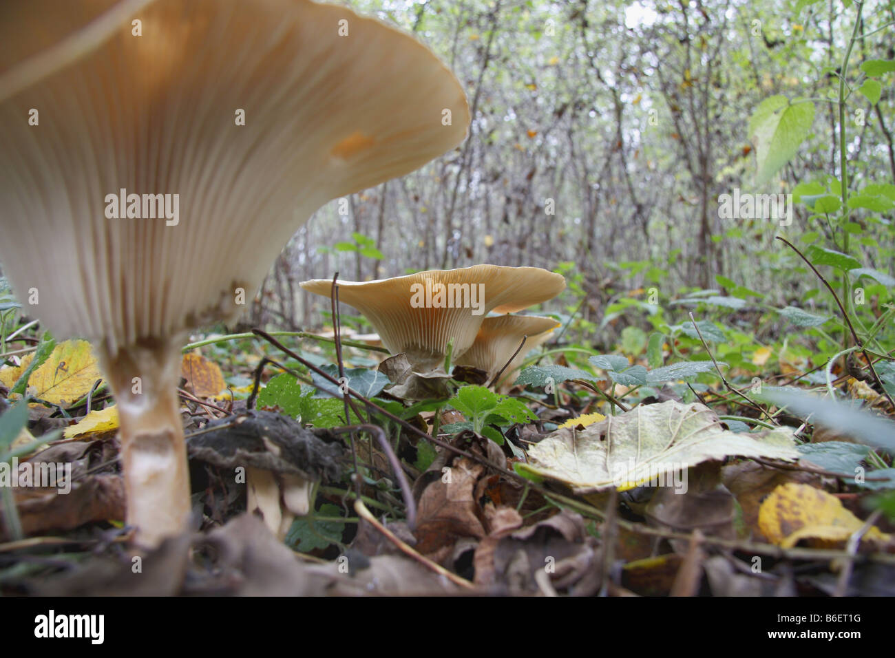 Trooping Funnel Mushroom High Resolution Stock Photography and Images ...