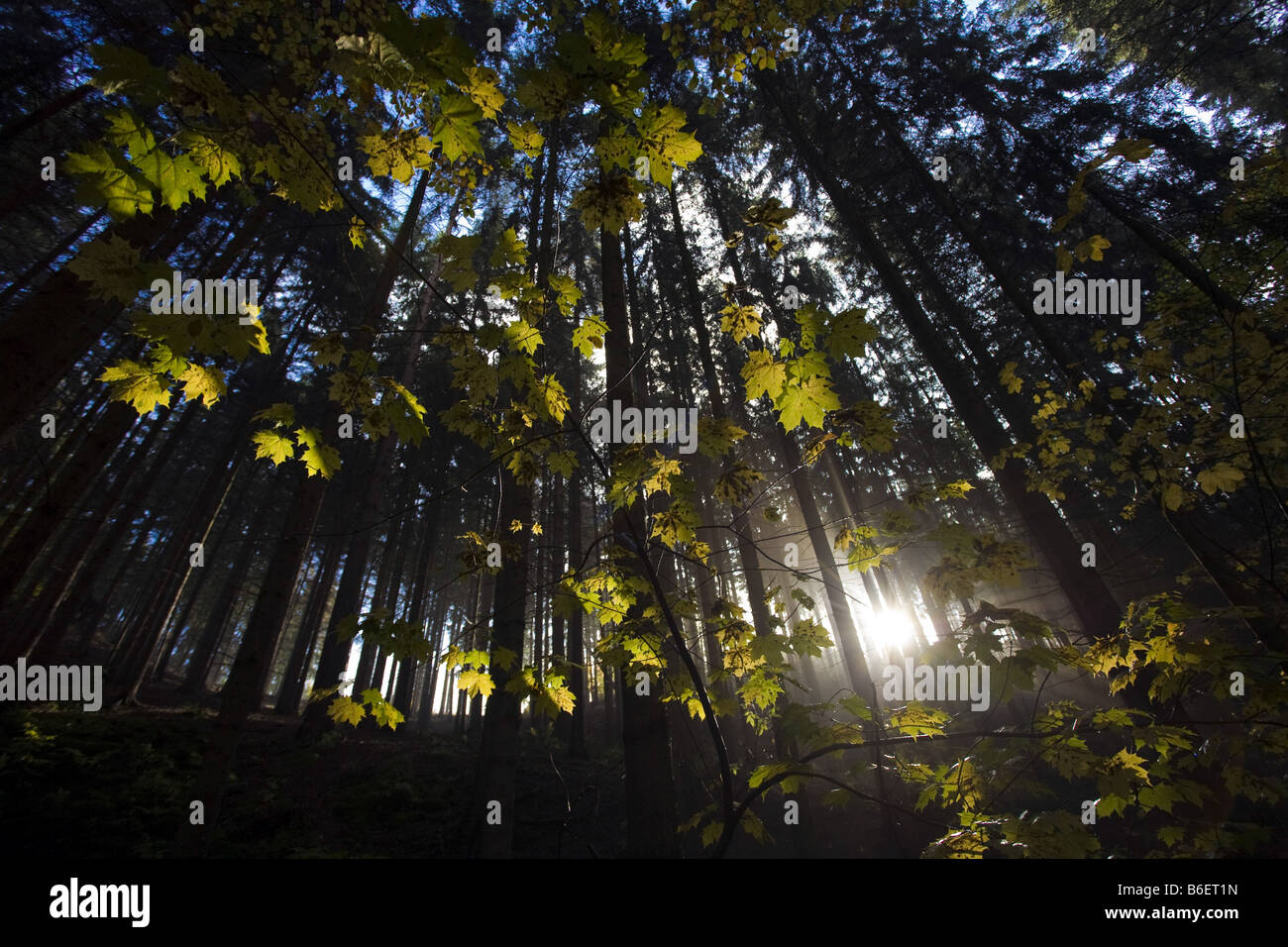 Ecosystem ecosystems mixed forest mixed forests mixed forests hi-res ...