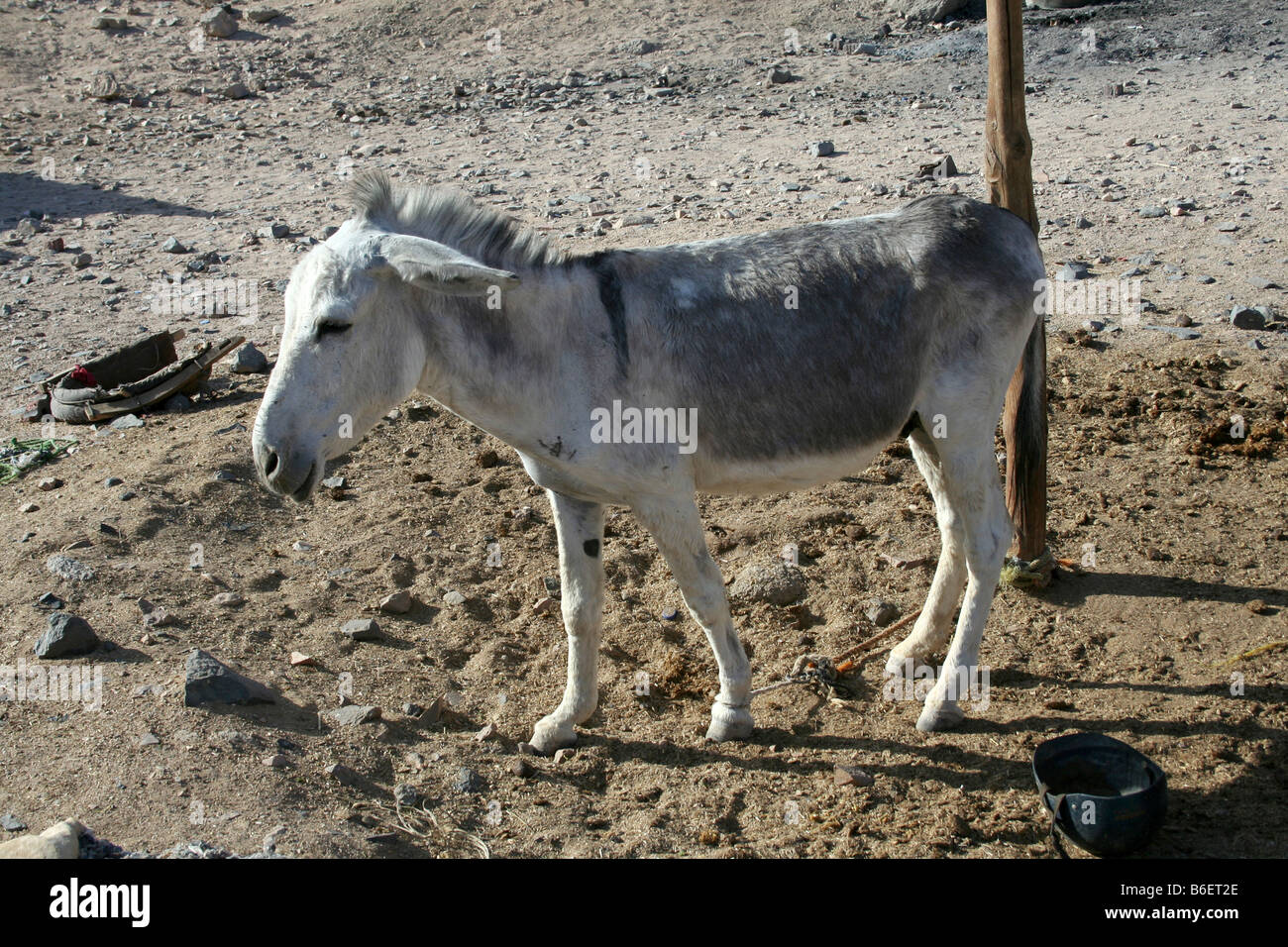 Donkey in desert Stock Photo - Alamy