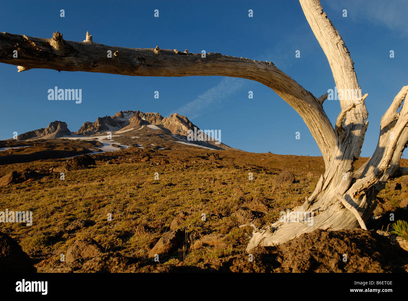 Skeletal tree at Mount Hood volcano, Cascade Range, Oregon, USA Stock ...