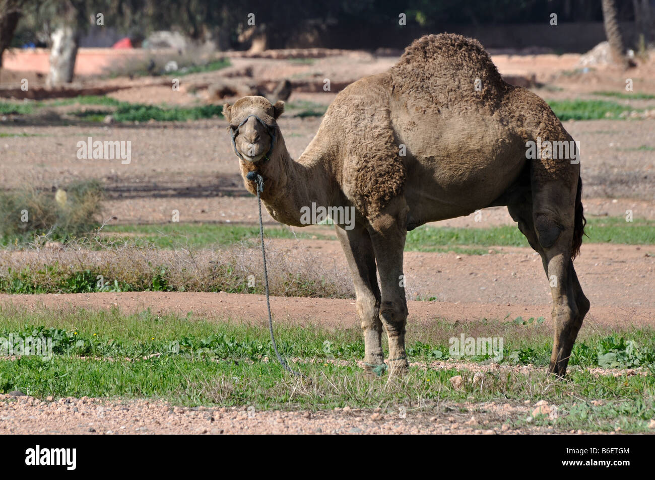 Camel in Marrakech, Morocco Stock Photo - Alamy